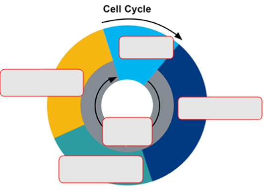 Solved Cell Cycle:3. ﻿Review and complete the parts of the | Chegg.com
