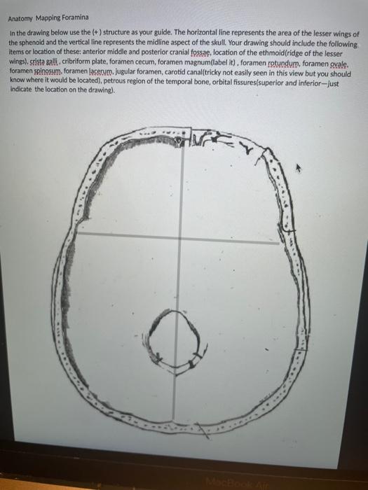 Solved Partition the skull diagram into the three main | Chegg.com