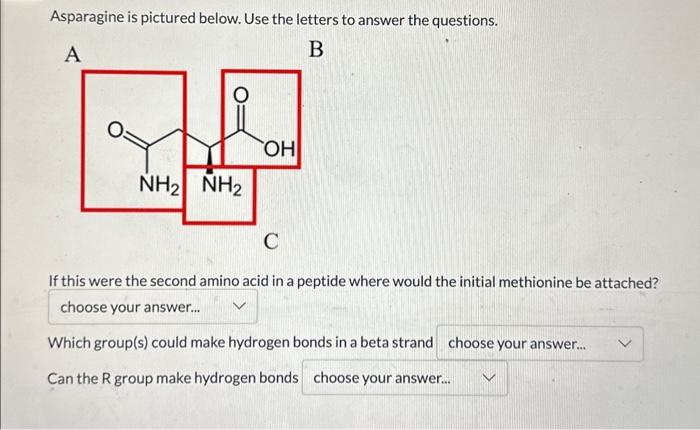 Solved Asparagine is pictured below. Use the letters to | Chegg.com