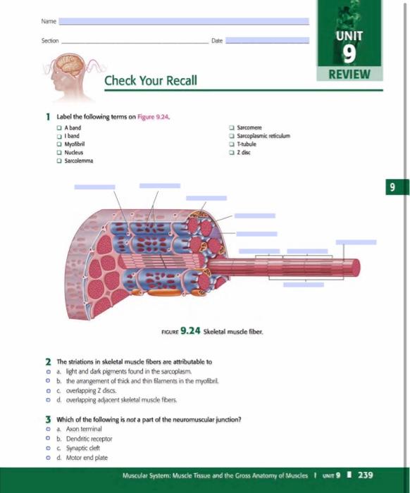 Solved Unit 9 Check your recall : Muscular System: Muscle | Chegg.com