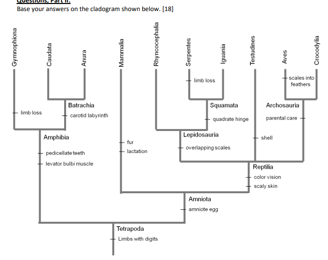Solved Base your answers on the cladogram shown below. | Chegg.com