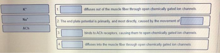 Solved K diffuses out of the muscle fiber through open | Chegg.com