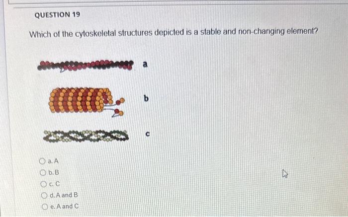 Solved Which of the cytoskeletal structures depicted is a | Chegg.com