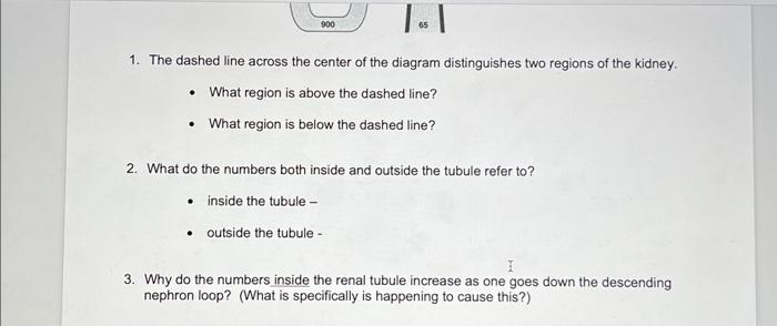 Solved 1. The dashed line across the center of the diagram | Chegg.com