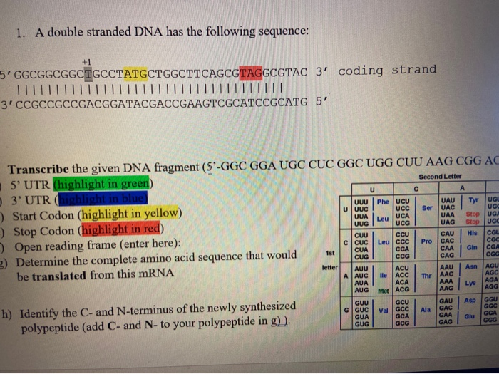 Solved 1. A double stranded DNA has the following sequence: | Chegg.com
