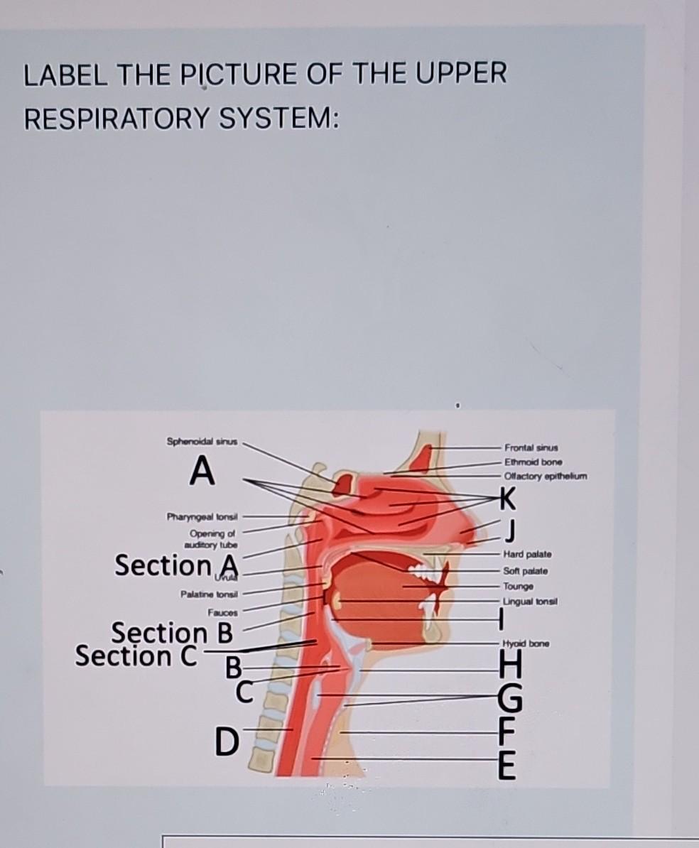 Solved LABEL THE PICTURE OF THE UPPER RESPIRATORY SYSTEM:C? | Chegg.com