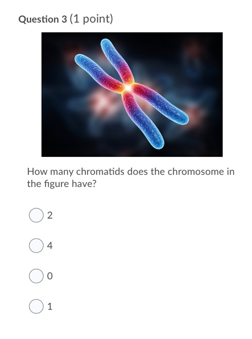 Solved Question 3 (1 point) How many chromatids does the | Chegg.com
