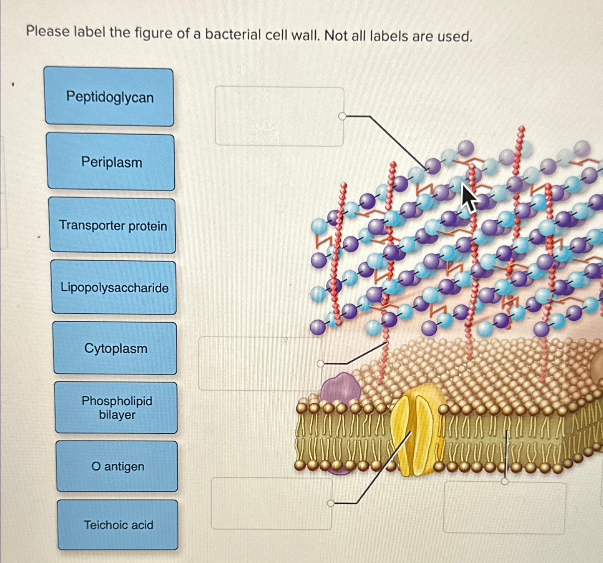 Solved Please label the figure of a bacterial cell wall. Not | Chegg.com