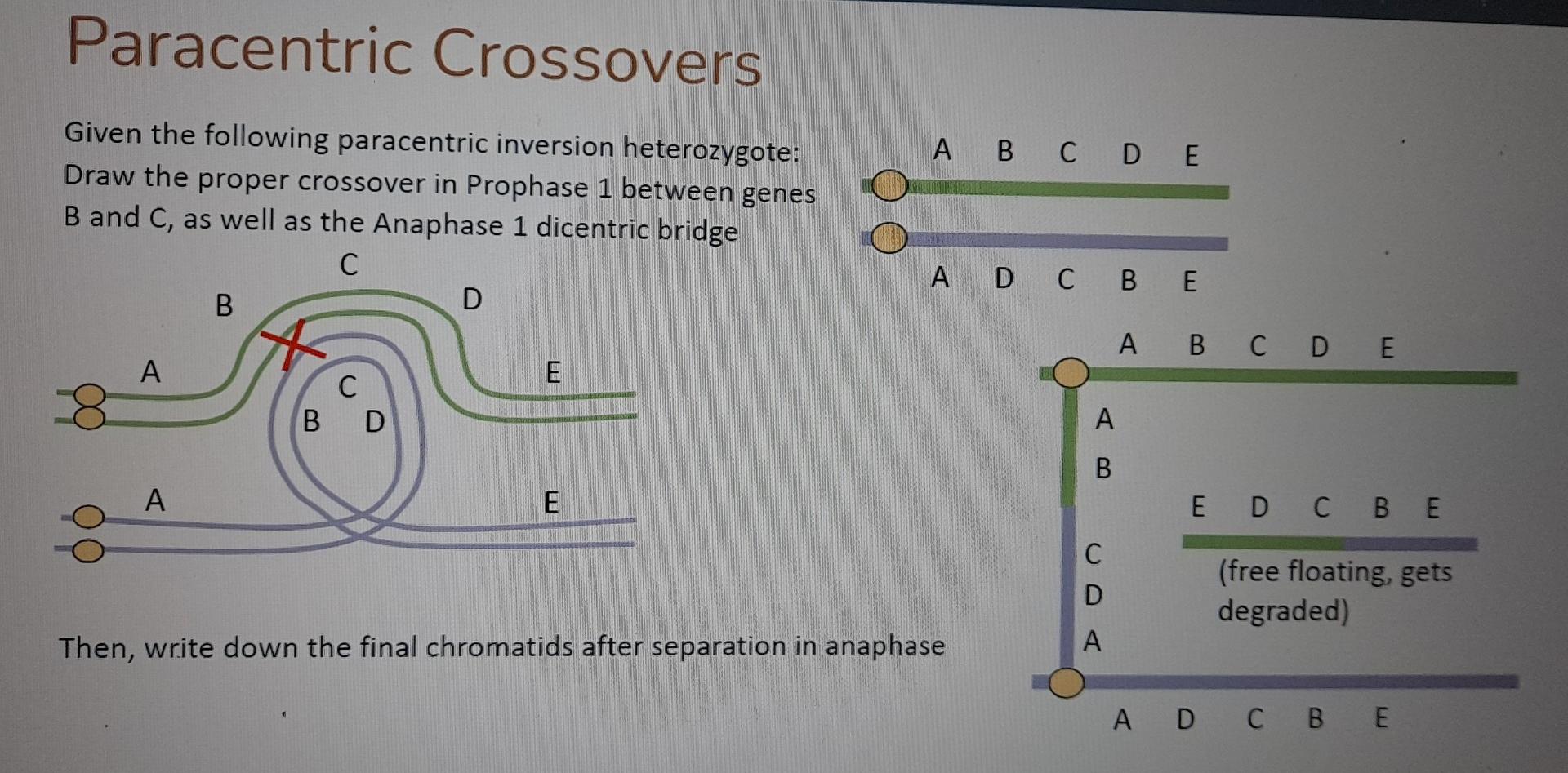 Solved Paracentric Crossovers A B C D E Given the following | Chegg.com