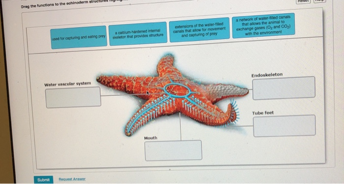 Solved Drag the functions to the echinoderm structuros y a | Chegg.com