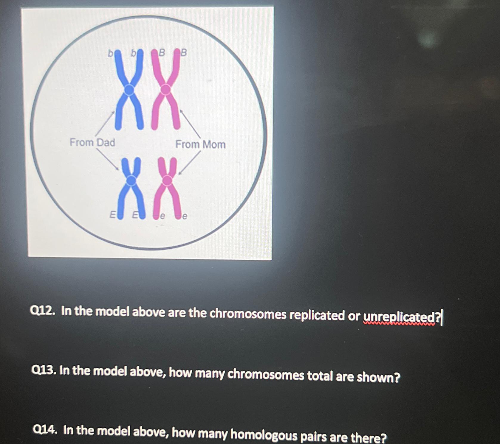 Solved Q12. ﻿In the model above are the chromosomes | Chegg.com