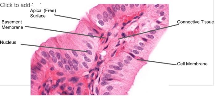 Solved Click to add Apical (Free) Surface Basement Membrane | Chegg.com