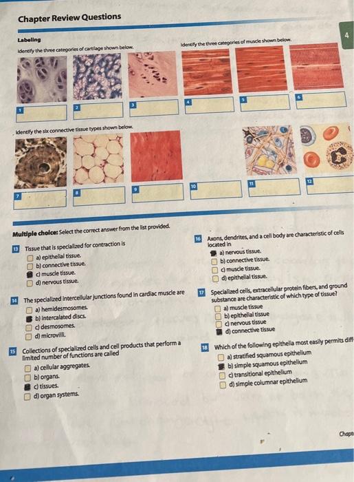 Solved Chapter Review Questions Labeling Identify the three | Chegg.com