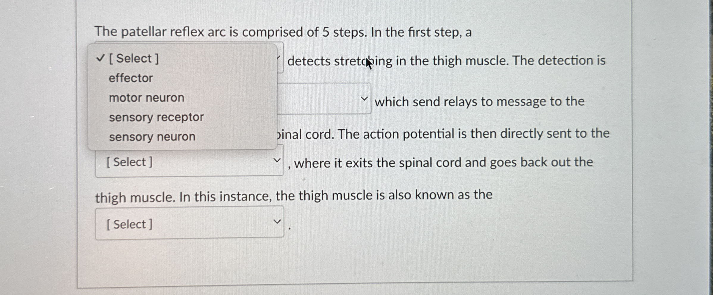 Solved The patellar reflex arc is comprised of 5 ﻿steps. In | Chegg.com