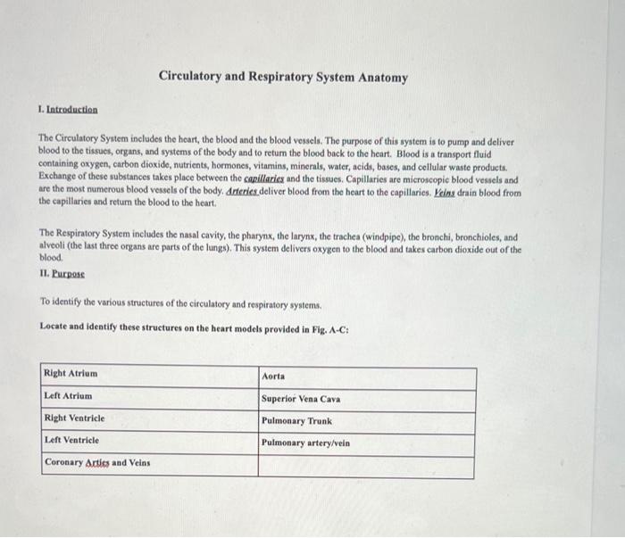 Solved Circulatory and Respiratory System Anatomy 1. | Chegg.com
