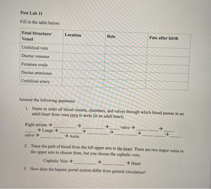 Solved Post Lab 11 Fill in the table below: Fetal Structure/ | Chegg.com