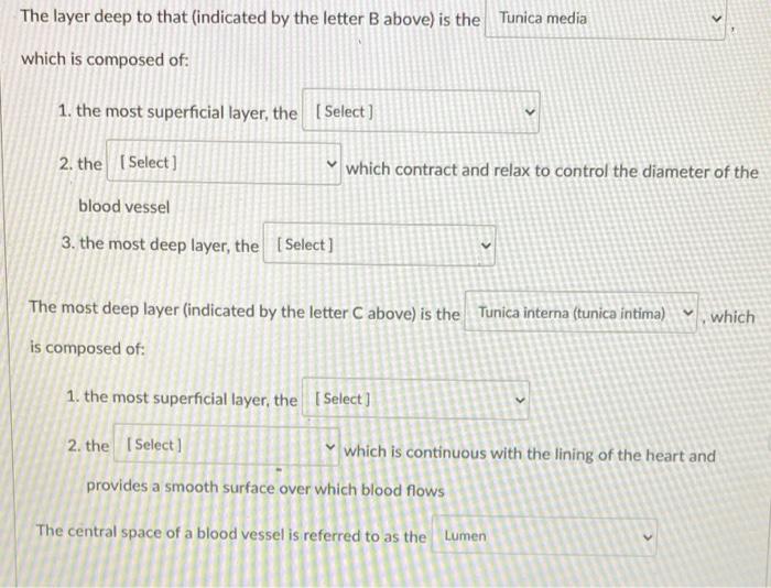 Solved The most superficial layer of a blood vessel | Chegg.com