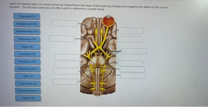 Solved Sort the structures associated with the circulation | Chegg.com