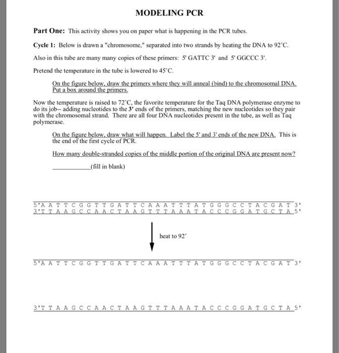 Solved MODELING PCR Part One: This activity shows you on | Chegg.com
