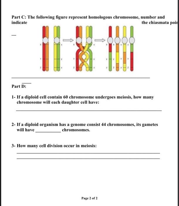Solved LABORATORY REPORT (8) Cell Division (Mitosis and | Chegg.com