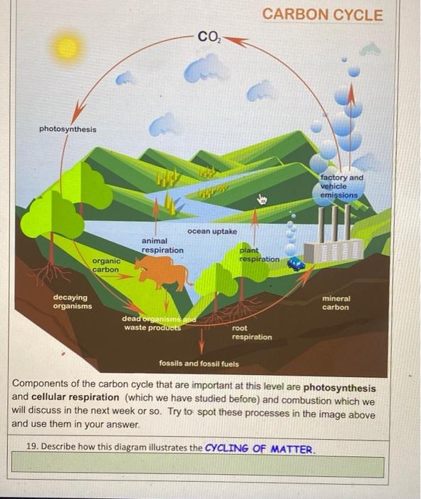 Solved CARBON CYCLE CO photosynthesis factory and vehicle | Chegg.com