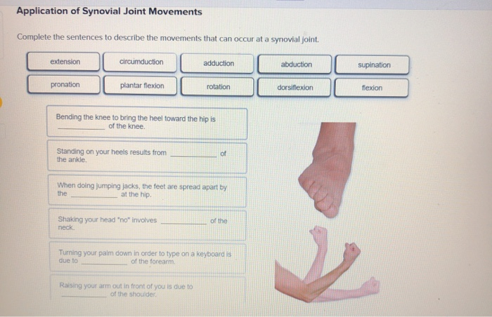 Solved Application of Synovial Joint Movements Complete the | Chegg.com