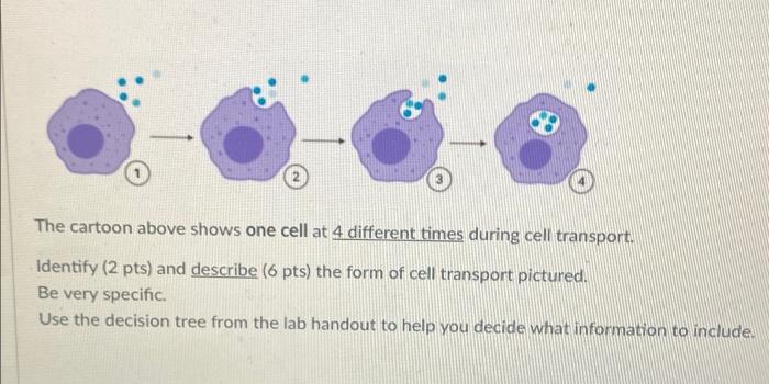 Solved The cartoon above shows one cell at 4 different times | Chegg.com