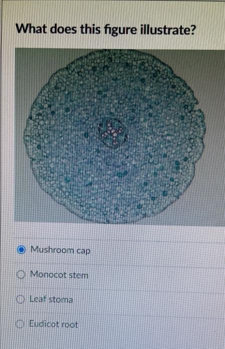 Solved What does this figure illustrate? C Mushroom cap MD | Chegg.com