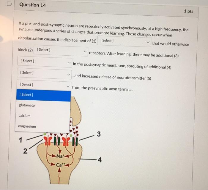 Solved Question 14 1 pts If a pre- and post-synaptic neuron | Chegg.com