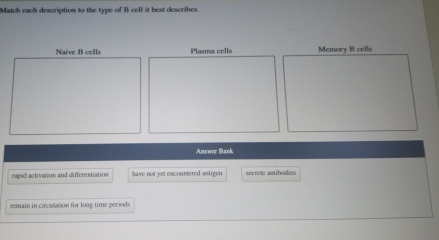 Solved Match each description to the type of B cell it best | Chegg.com