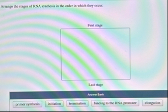 Solved Arrange the stages of RNA synthesis in the onder in | Chegg.com