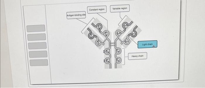 Solved antibody structure | Chegg.com