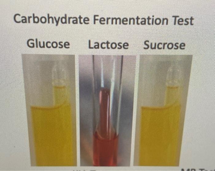 Solved Carbohydrate Fermentation Test Glucose Lactose | Chegg.com