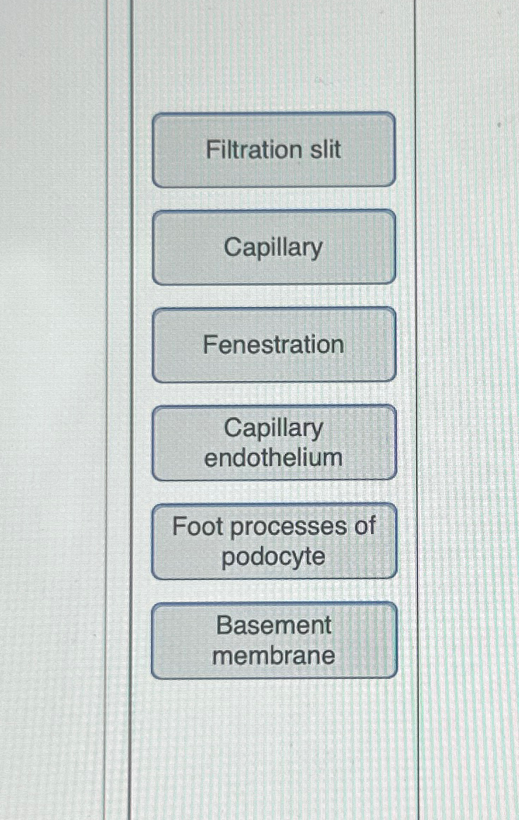 Solved Capillary endotheliumFoot processes of | Chegg.com