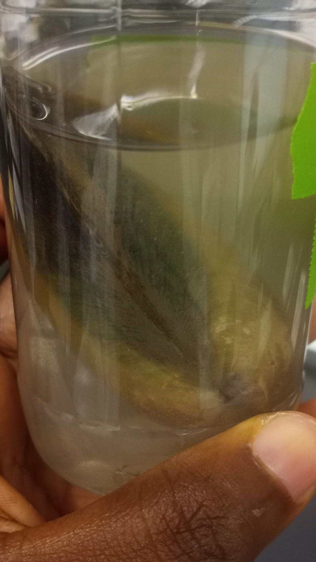 Solved 19. what phylum does this organism belong in? 20. | Chegg.com