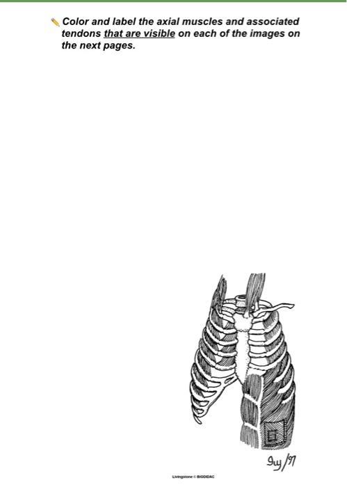 Solved Color and label the axial muscles and associated | Chegg.com