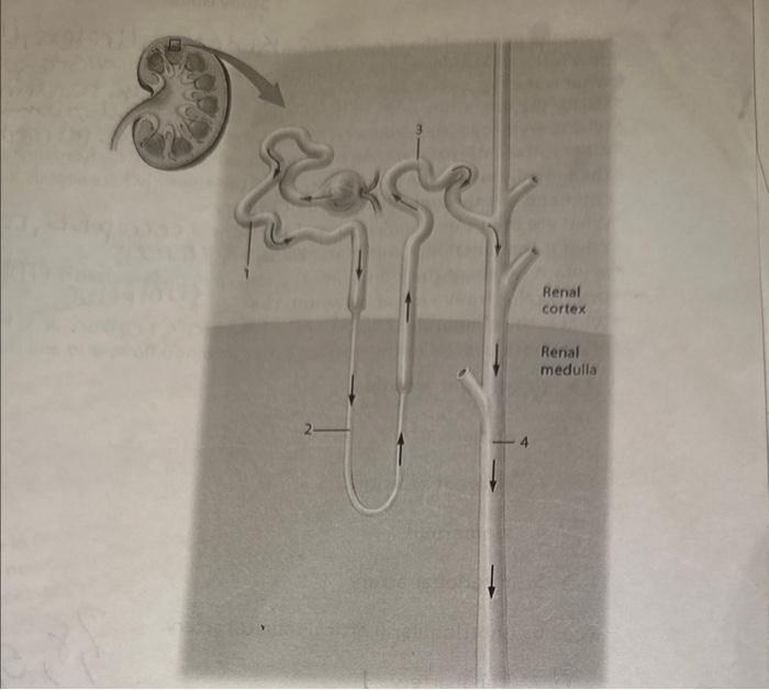 Solved identify the parts of the nephron | Chegg.com