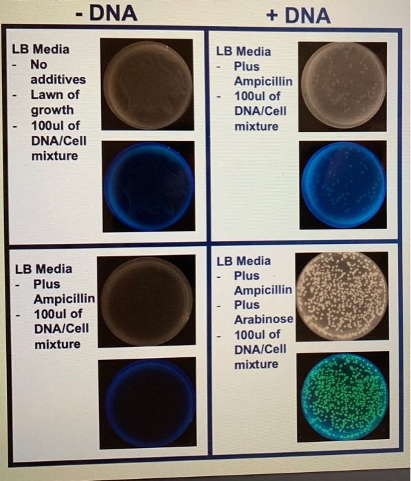 -DNA + DNA LB Media - No additives Lawn of LB Media - | Chegg.com