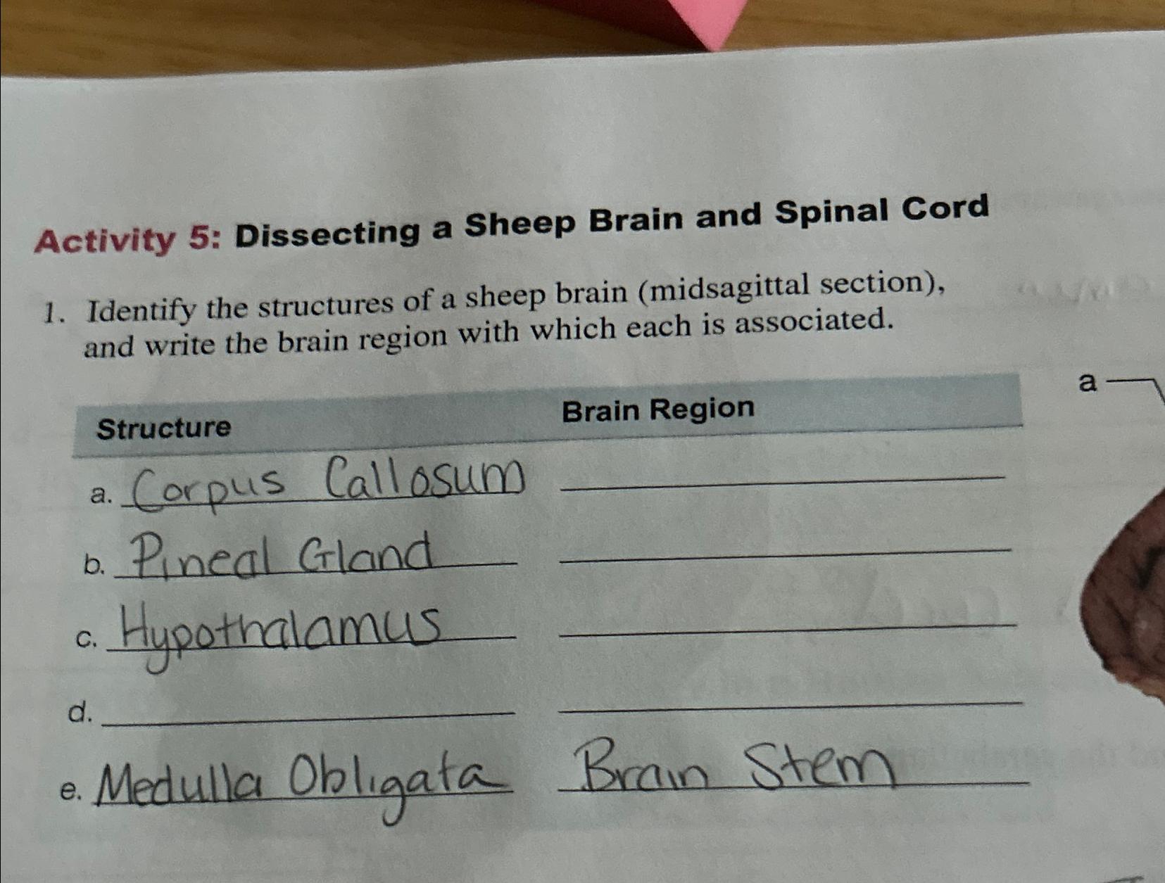 Solved Activity 5: Dissecting a Sheep Brain and Spinal | Chegg.com
