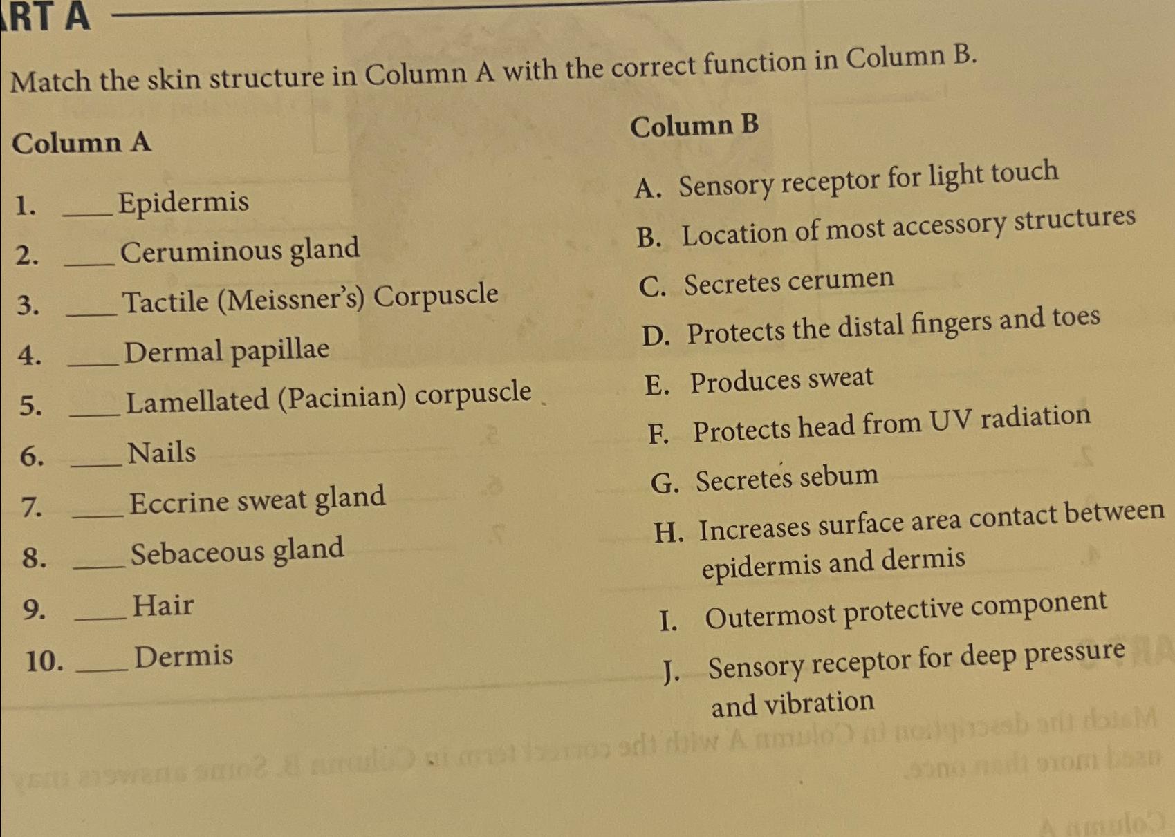 Solved RT AMatch the skin structure in Column A with the | Chegg.com