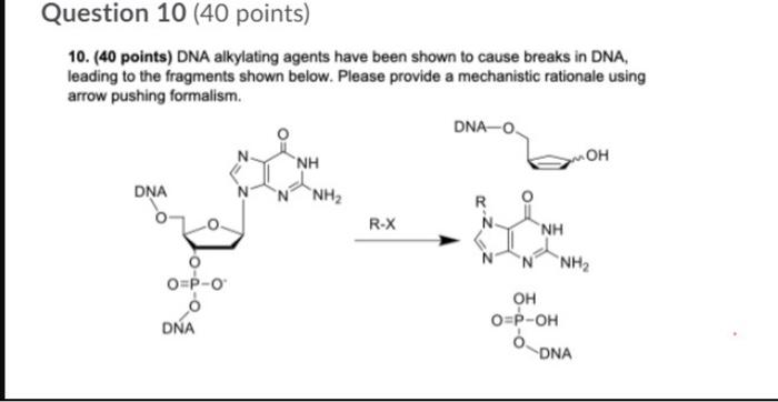 Solved Question 10 (40 points) 10. (40 points) DNA | Chegg.com