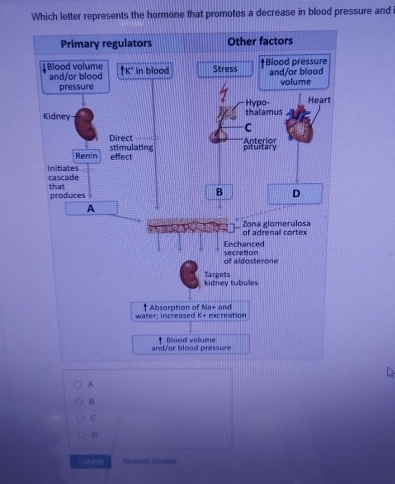 Solved Which letter represents the hormone that promotes a | Chegg.com