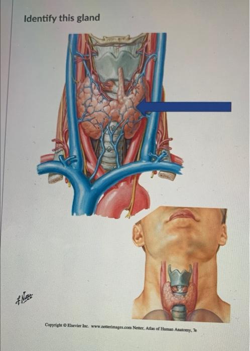 Thyroid Gland Anatomy Netter