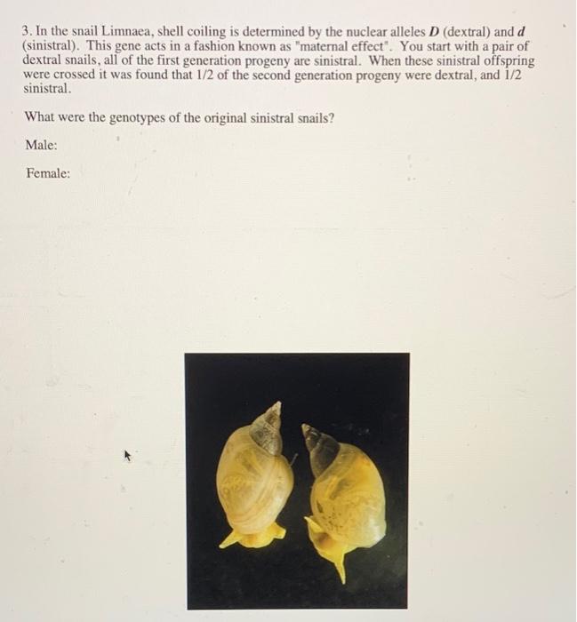 Solved 3. In the snail Limnaea, shell coiling is determined | Chegg.com