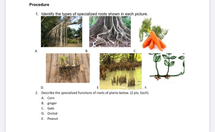 Solved Procedure 1. Identify the types of specialized roots | Chegg.com