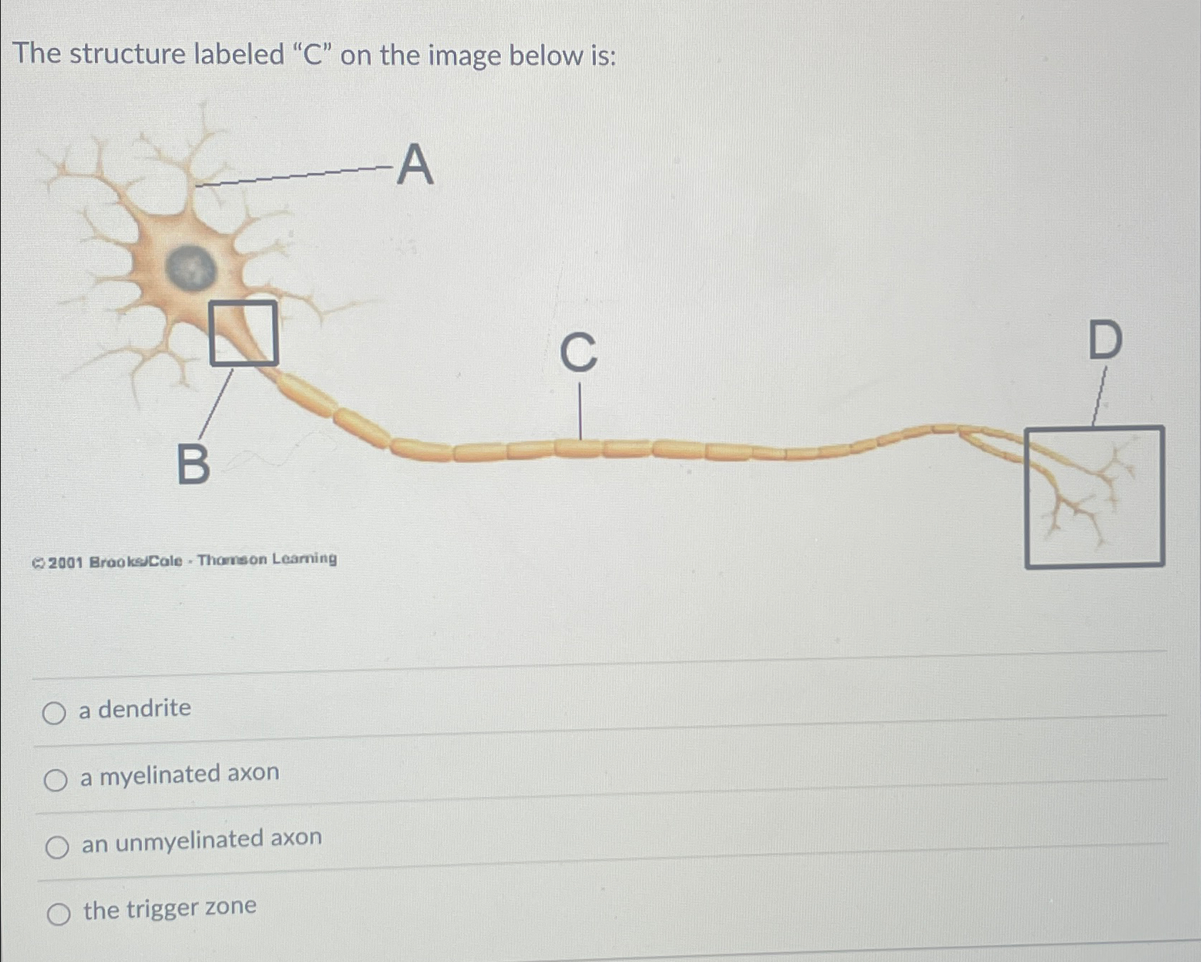 Solved The structure labeled " C " ﻿on the image below | Chegg.com