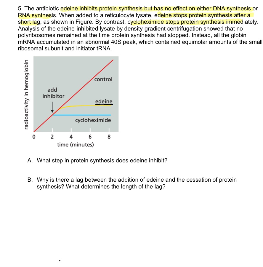 Solved The antibiotic edeine inhibits protein synthesis but | Chegg.com