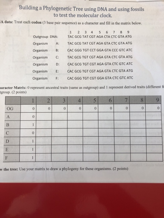 Solved Building a Phylogenetic Tree using DNA and using | Chegg.com