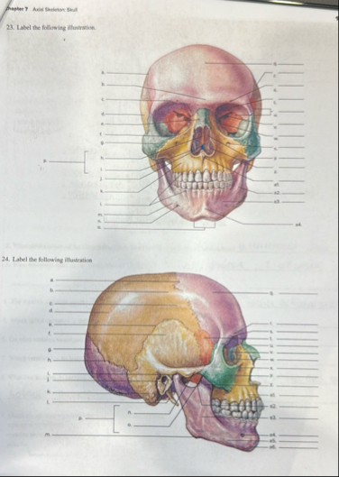 Solved 23. ﻿Label the following illustration.24. ﻿Label the | Chegg.com