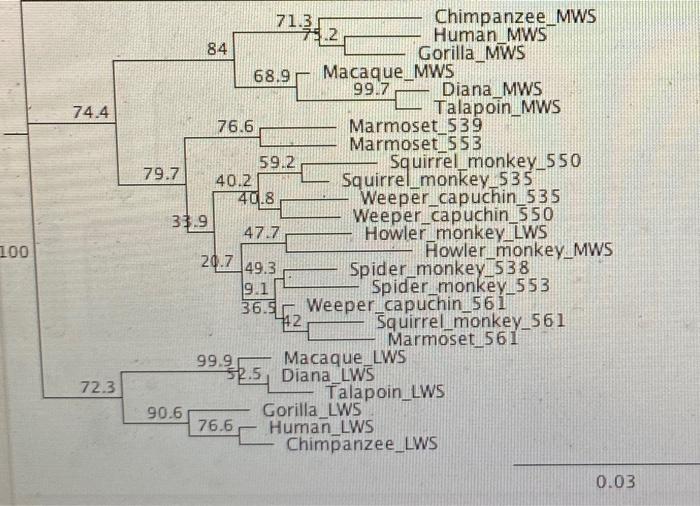 Solved some of the new world monkeys have their opsins | Chegg.com